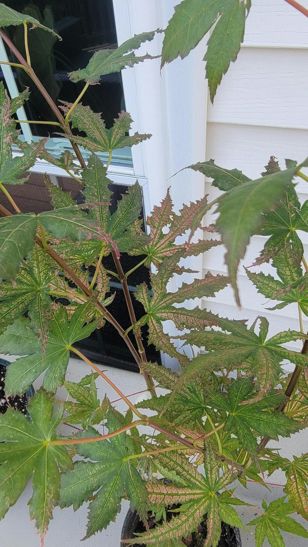 Buy Acer palmatum 'Firefly' Japanese Maple — Mr Maple │ Buy Japanese ...