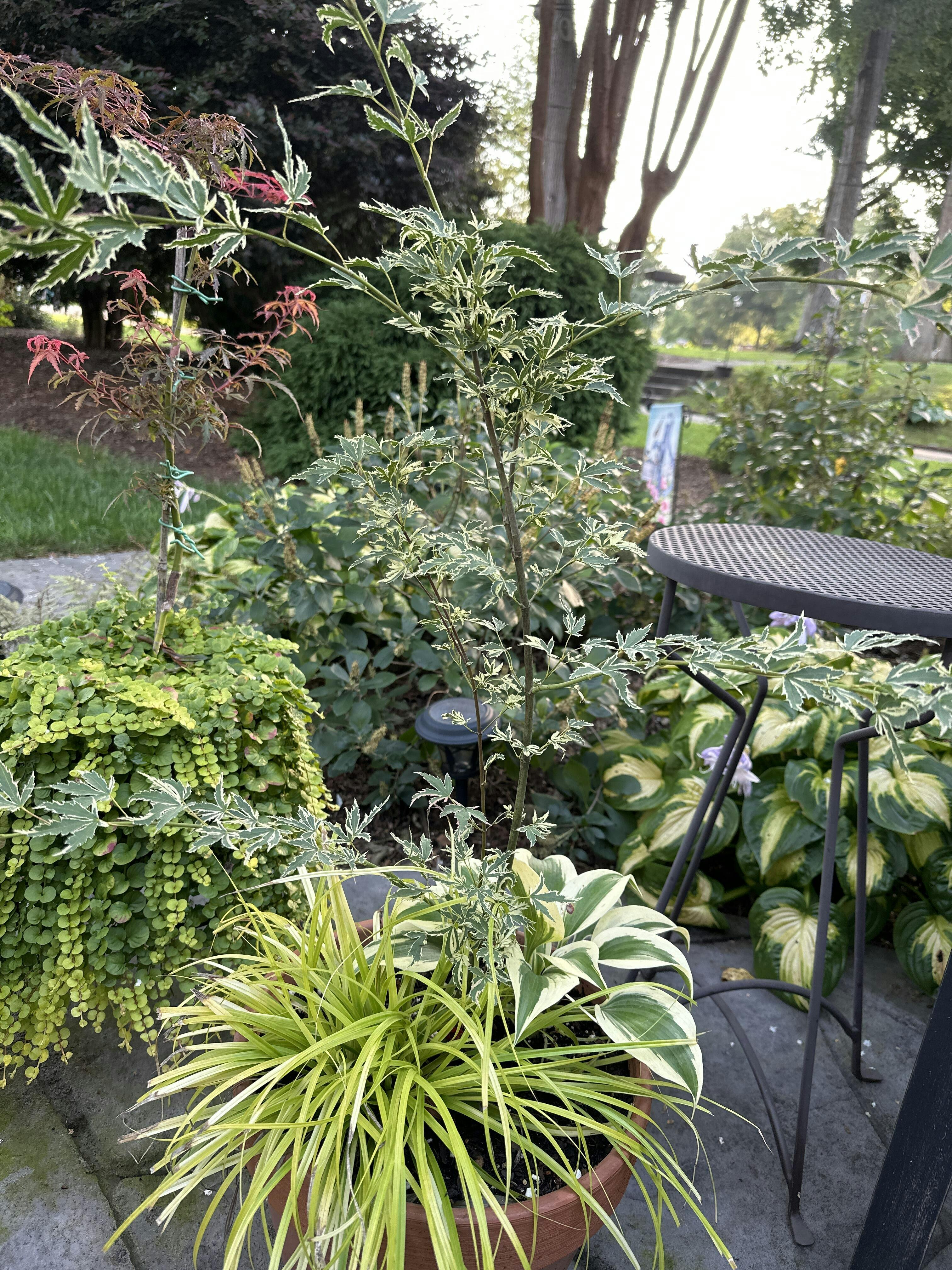 Buy Acer palmatum 'Butterfly' Japanese Maple — Mr Maple │ Buy Japanese ...