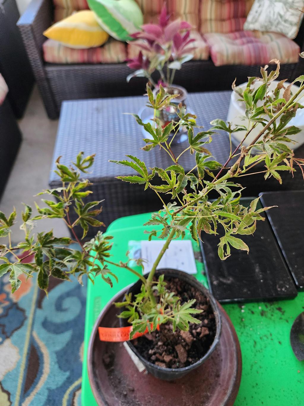 Buy Acer palmatum 'Geisha Gone Wild' Japanese Maple — Mr Maple │ Buy ...