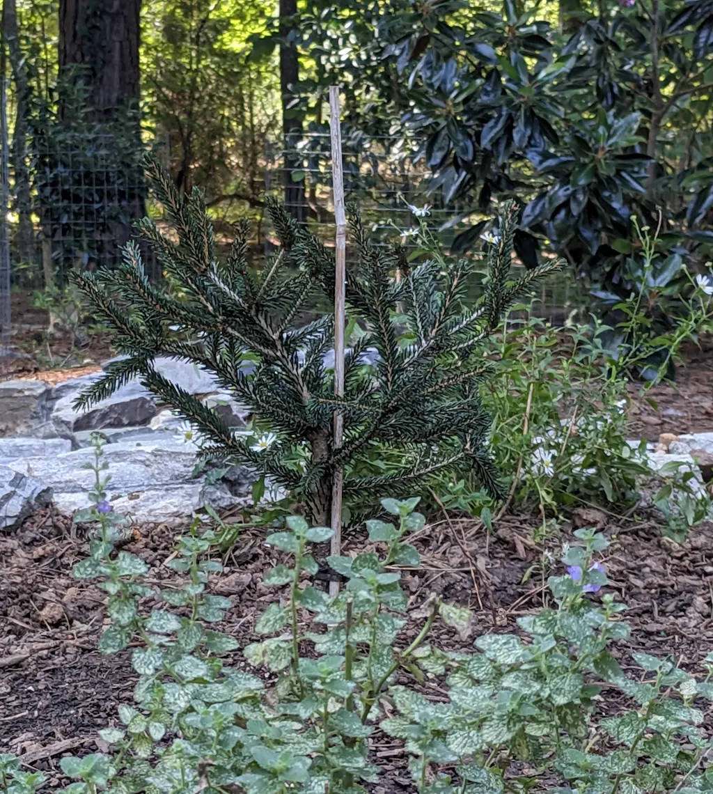 Picea orientalis 'Nigra Compacta' Dwarf Oriental Spruce — Mr Maple ...
