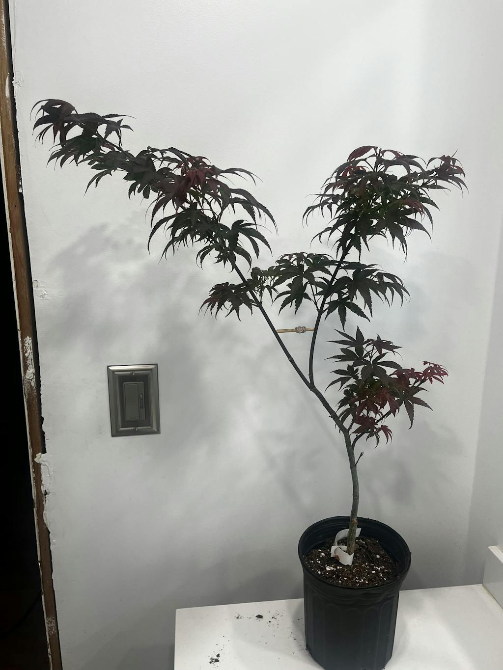 Buy Acer palmatum 'Pixie' Japanese Maple — Mr Maple │ Buy Japanese ...