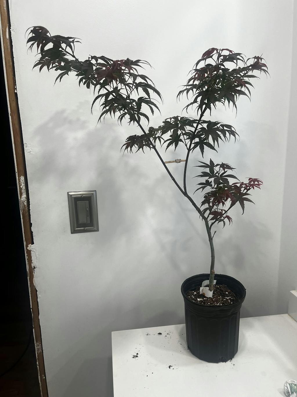 Buy Acer palmatum 'Pixie' Japanese Maple — Mr Maple │ Buy Japanese ...