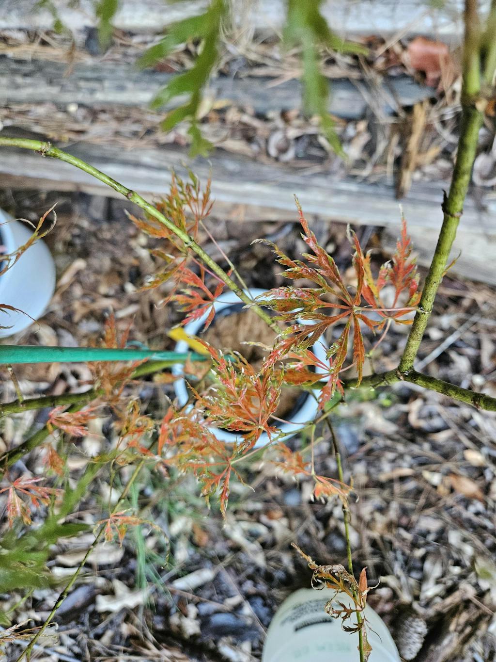 Buy Acer palmatum 'Watnong' Weeping Japanese Maple — Mr Maple │ Buy ...