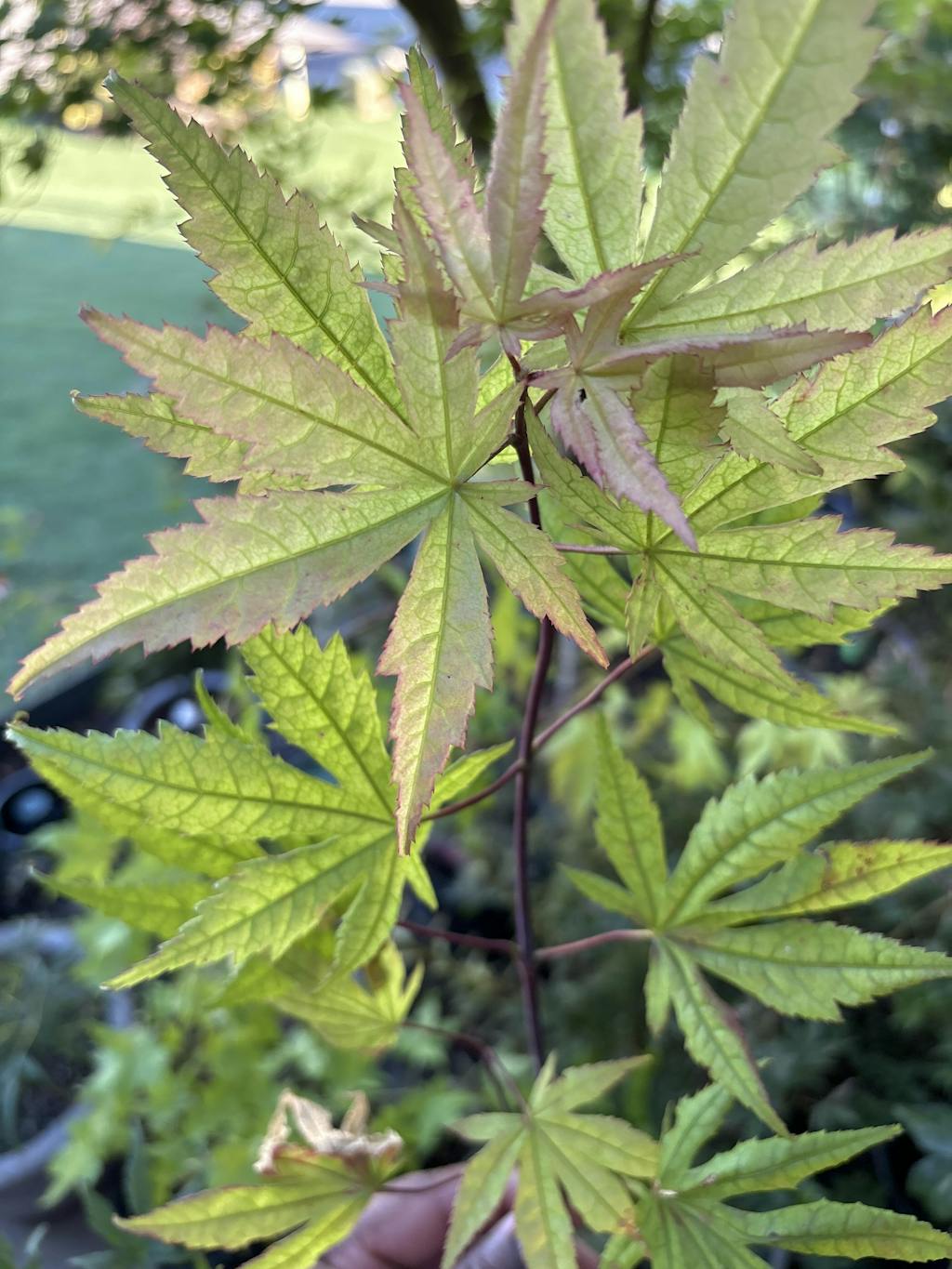 Buy Acer palmatum 'Amber Ghost' Japanese Maple — Mr Maple │ Buy ...