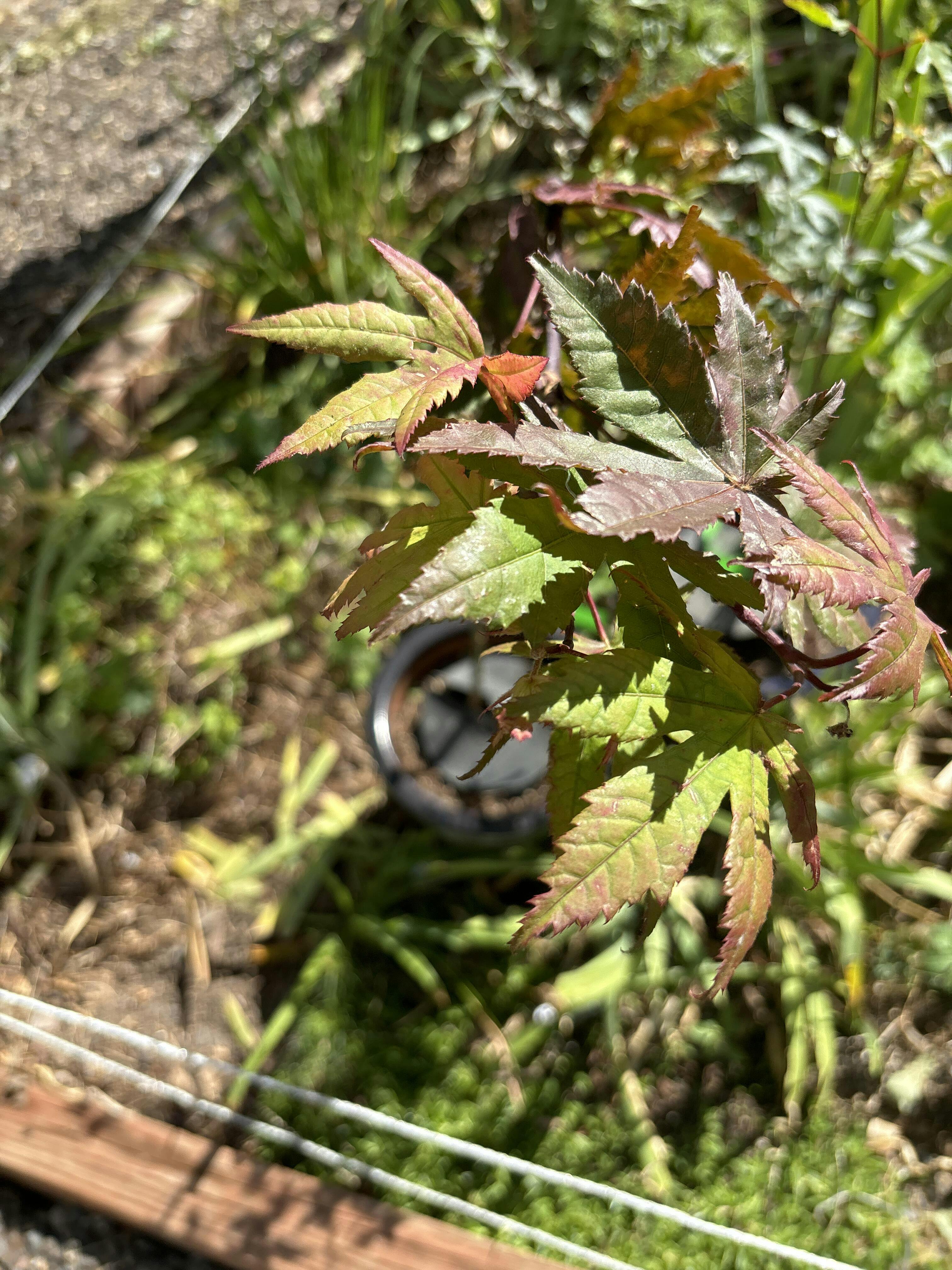 Buy Acer palmatum 'Amber Ghost' Japanese Maple — Mr Maple │ Buy ...
