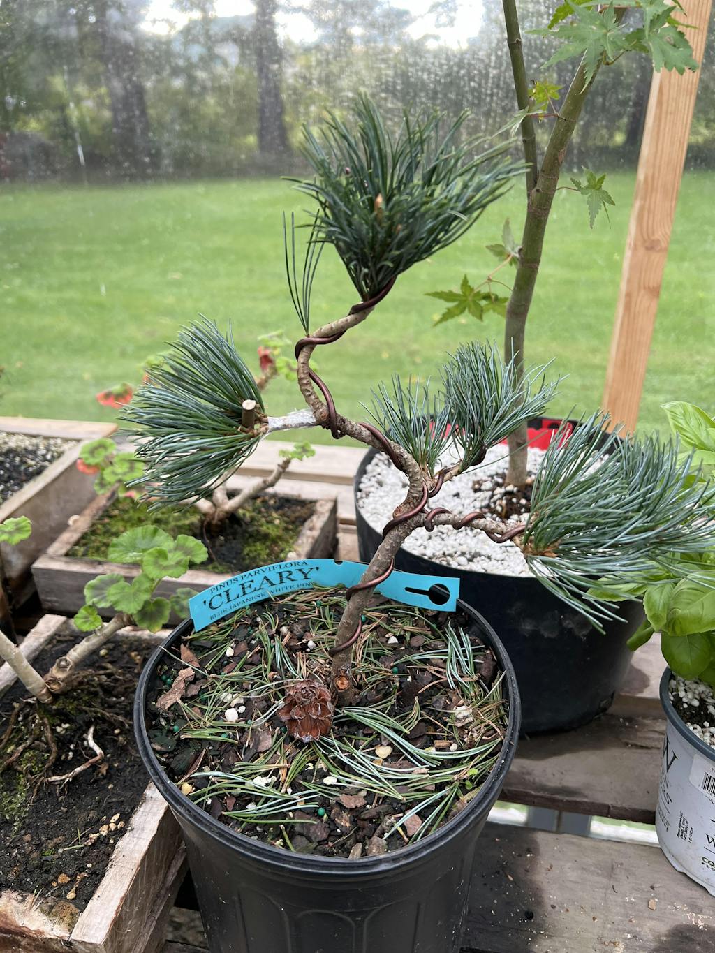 Buy Pinus parviflora 'Cleary' Blue Japanese White Pine — Mr Maple │ Buy ...