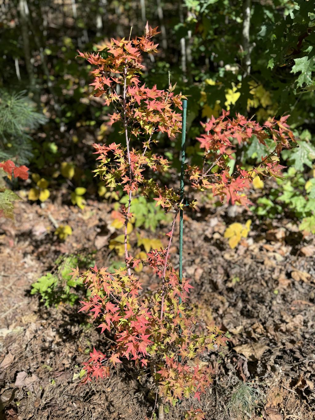 Buy Acer palmatum 'Calico' Japanese Maple Tree — Mr Maple │ Buy ...