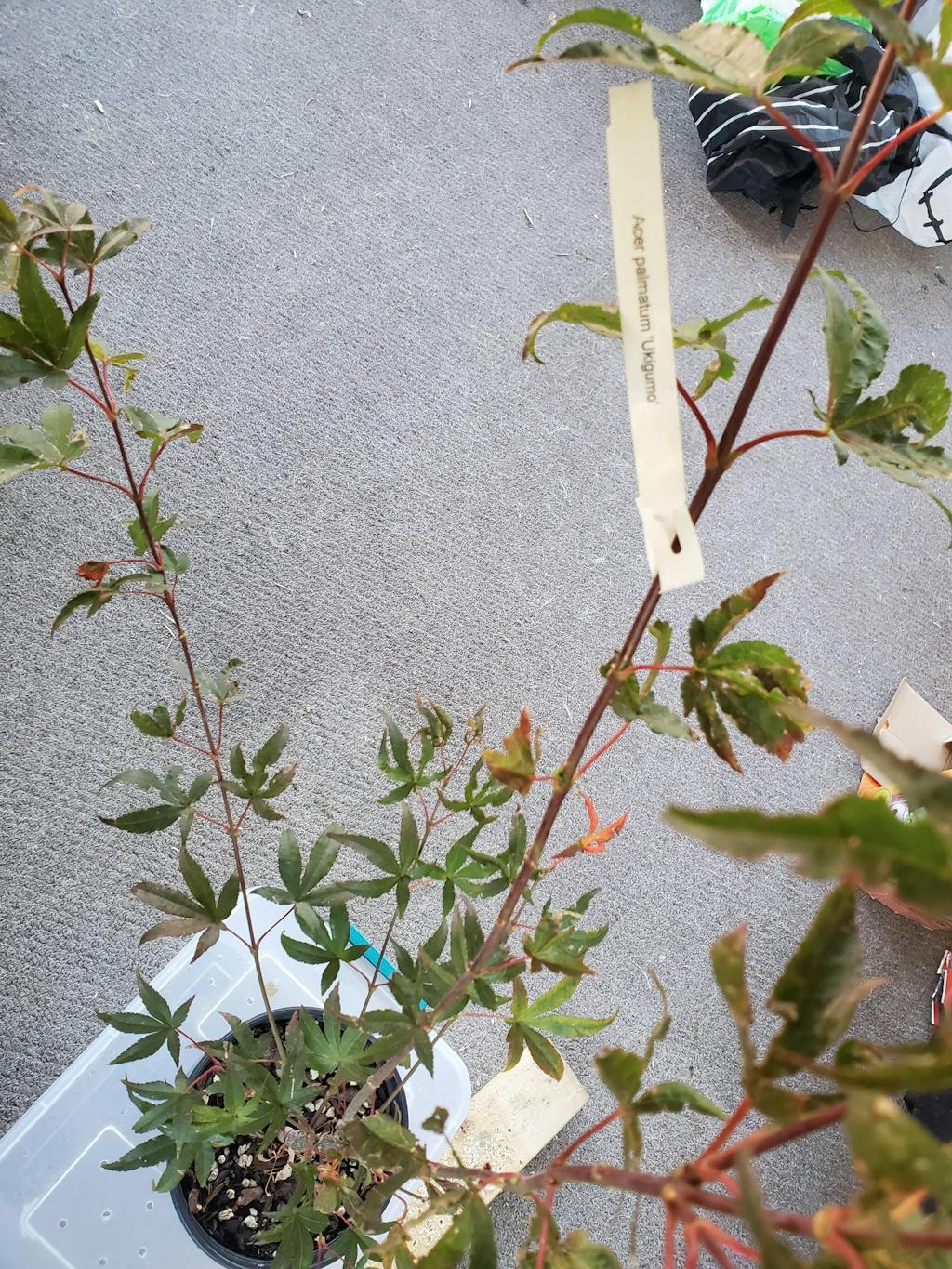 Buy Acer palmatum 'Ukigumo' Floating Clouds Japanese Maple — Mr Maple ...