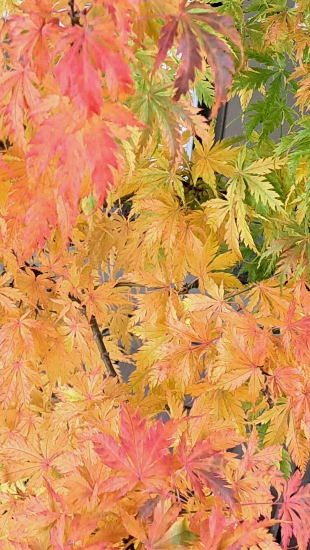 Buy-Acer palmatum 'Patsy' Japanese Maple — Mr Maple │ Buy Japanese ...