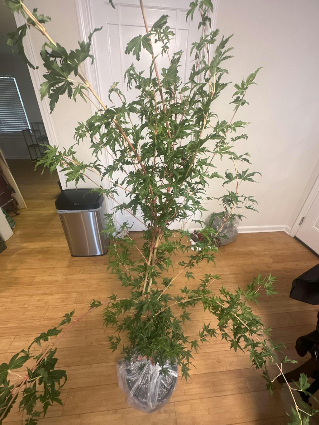 Buy Acer palmatum 'Ji jiao' Orange Coral Bark Japanese Maple — Mr Maple ...