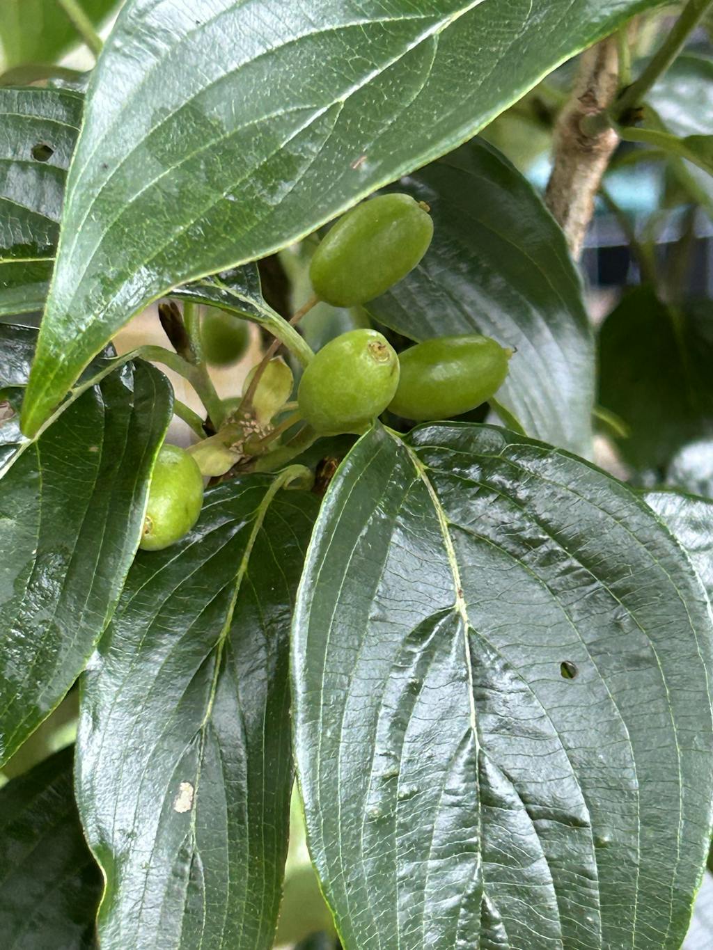 Buy Cornus officinalis 'Kintoki' Yellow Flowering Cornelian Cherry ...