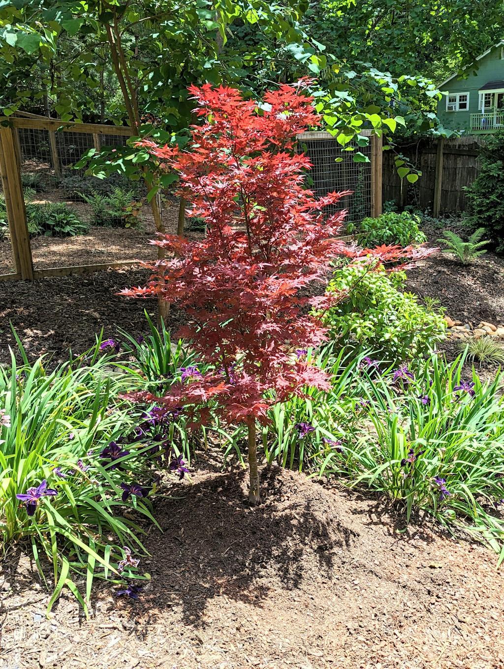 Buy Acer palmatum 'Mayday' Rare Dwarf Japanese Maple — Mr Maple │ Buy ...