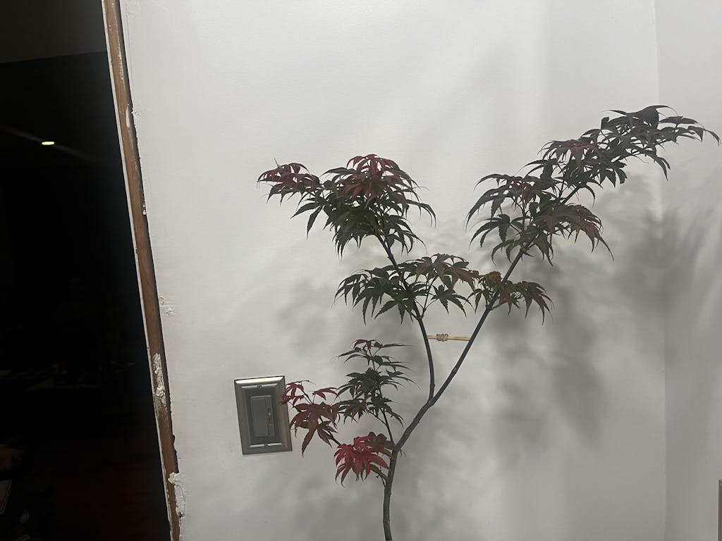 Buy Acer palmatum 'Pixie' Japanese Maple — Mr Maple │ Buy Japanese ...