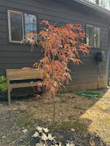 Buy Acer palmatum 'Kinshi' Golden Threads Japanese Maple — Mr Maple ...
