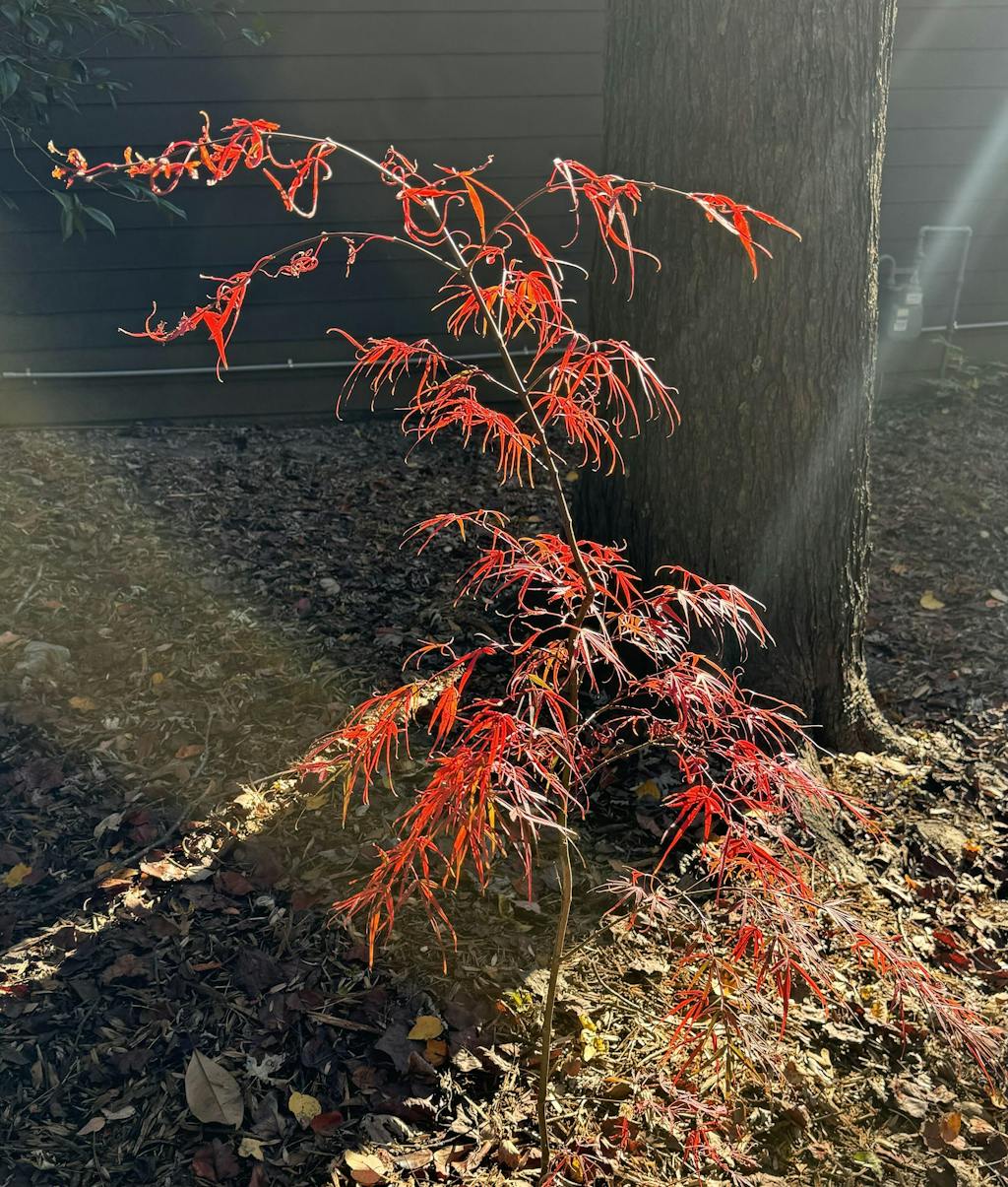 Buy Acer palmatum 'Red Spider' Red Japanese Maple — Mr Maple │ Buy ...