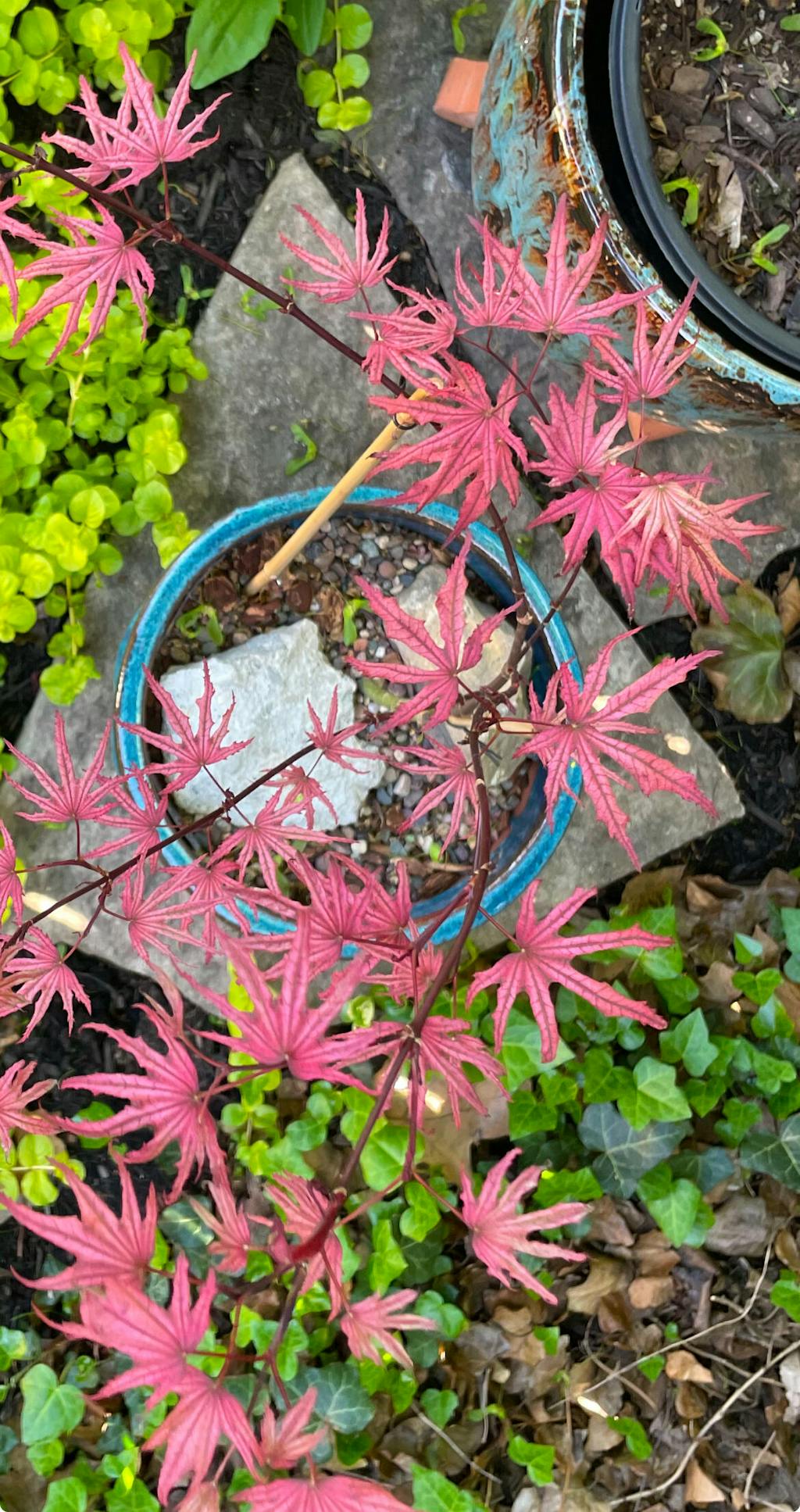 Buy Acer palmatum 'Amagi shigure' Japanese Maple — Mr Maple │ Buy ...