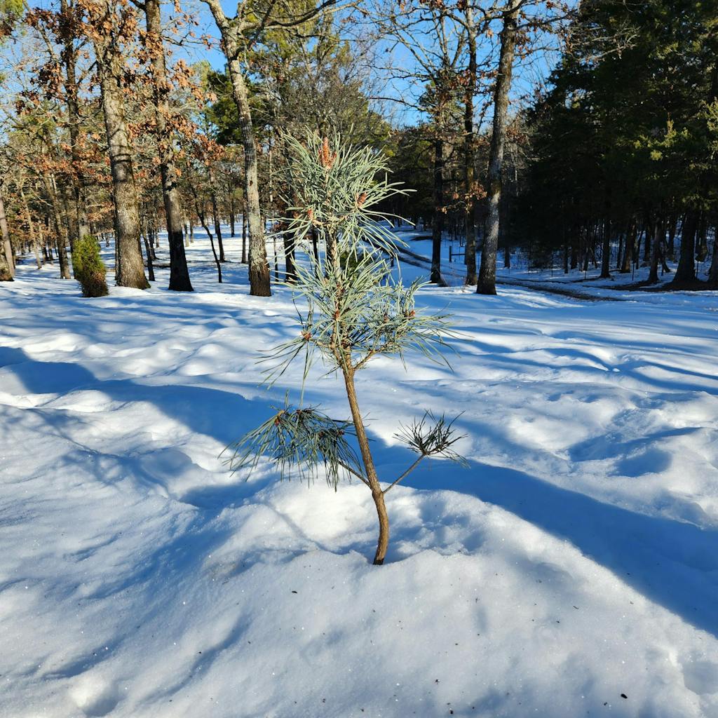 Buy Pinus sylvestris 'Bonna' Blue Scots Pine — Mr Maple │ Buy Japanese ...