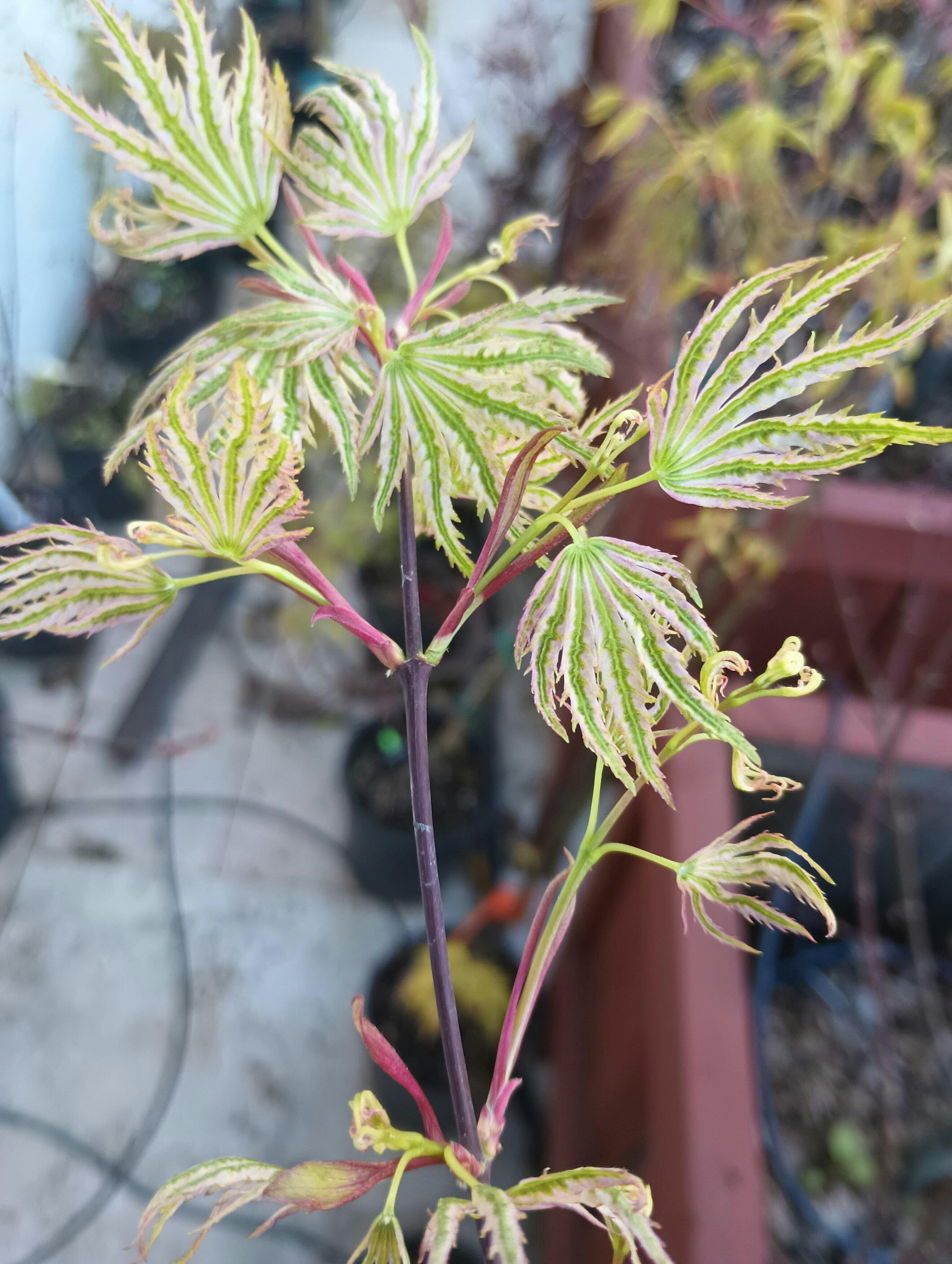 Buy Acer palmatum 'Higasayama' Japanese Maple — Mr Maple │ Buy Japanese ...