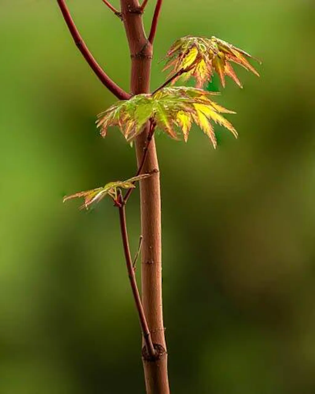 Buy Acer palmatum 'Winter Red' Coral Bark Japanese Maple — Mr Maple ...