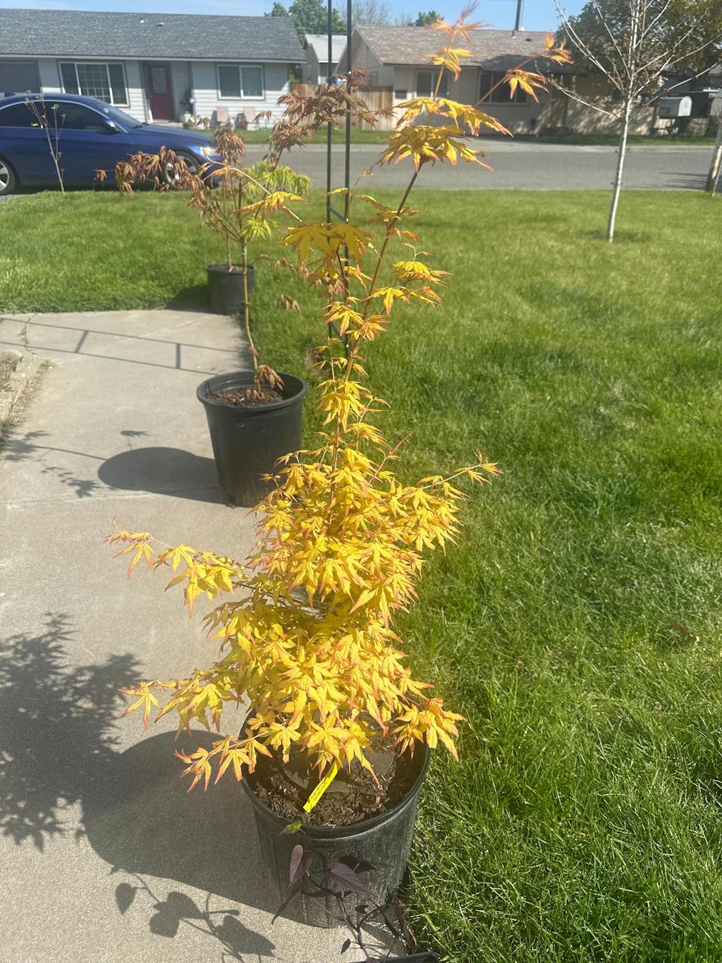 Buy Acer palmatum 'Golden Falls' Weeping Golden Japanese Maple — Mr ...