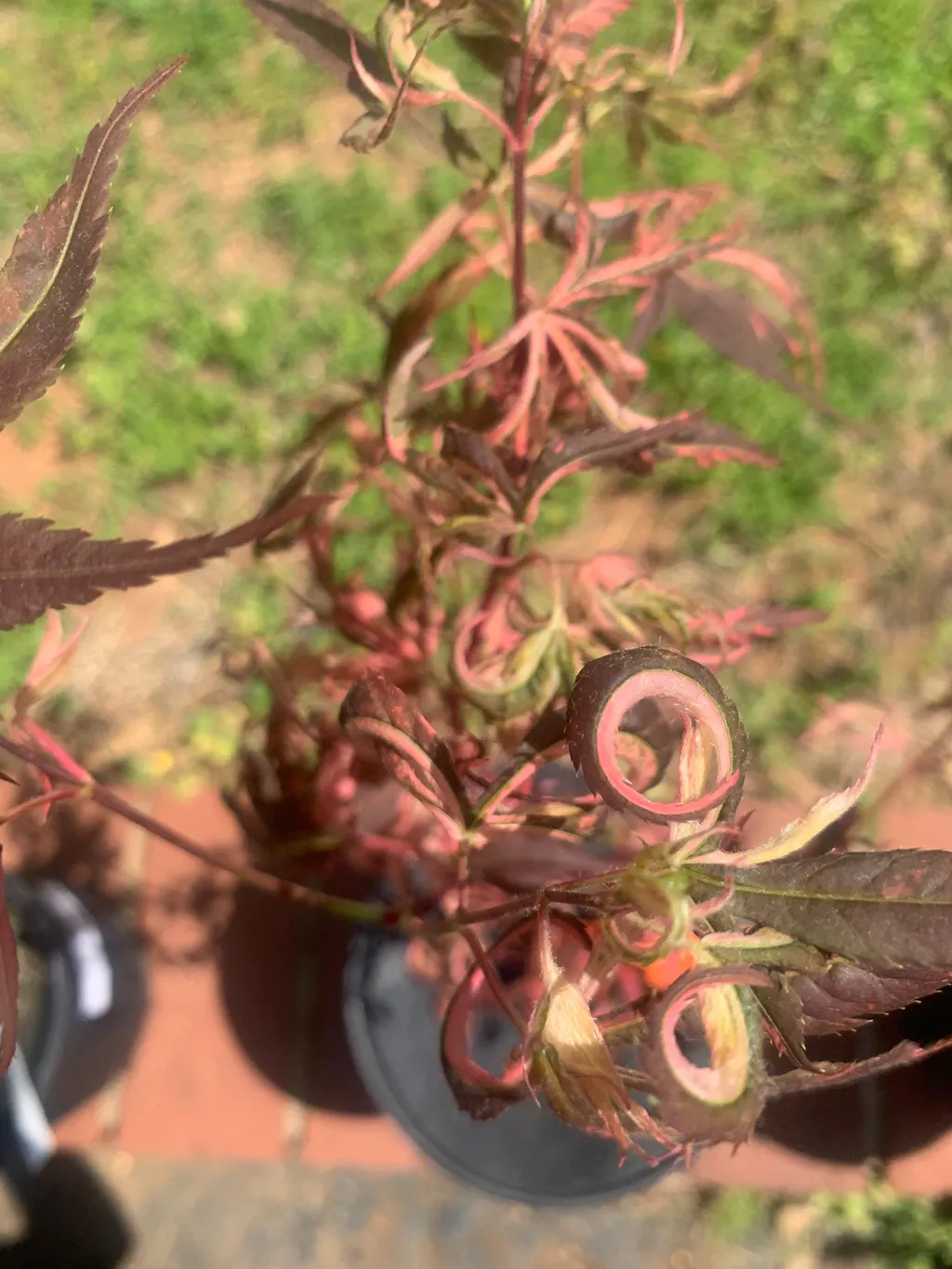 Buy Acer palmatum 'Rainbow' Pink Variegated Red Japanese Maple — Mr ...