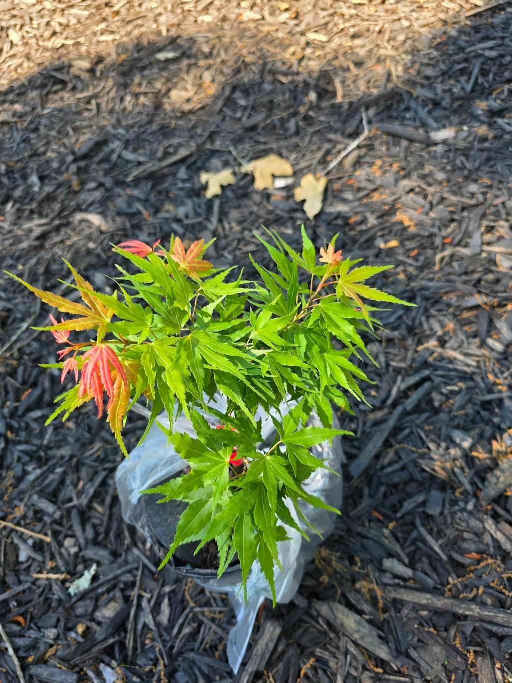 Buy Acer palmatum 'Red Panda' Japanese maple — Mr Maple │ Buy Japanese ...