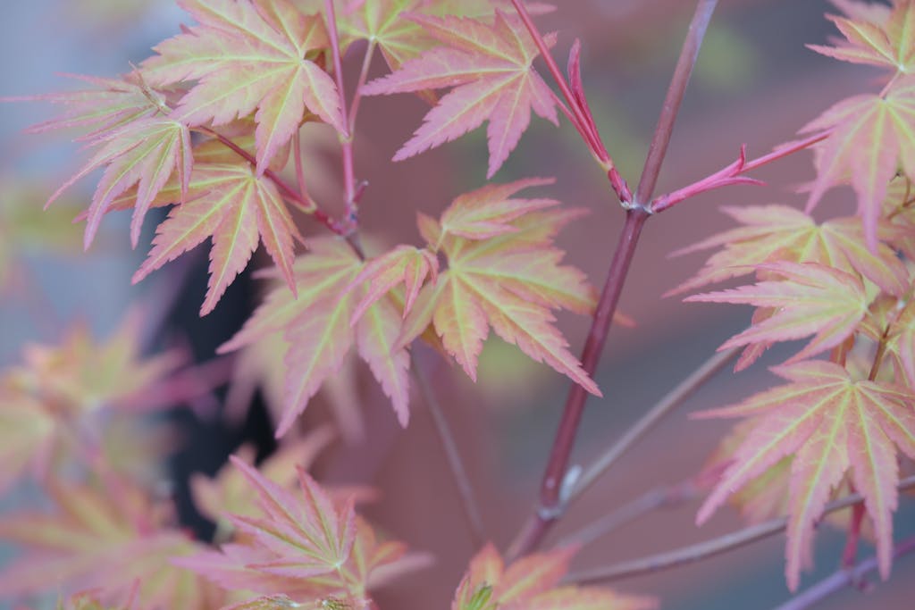 Buy Acer palmatum 'Akane' Spring Color Japanese Maple — Mr Maple │ Buy ...