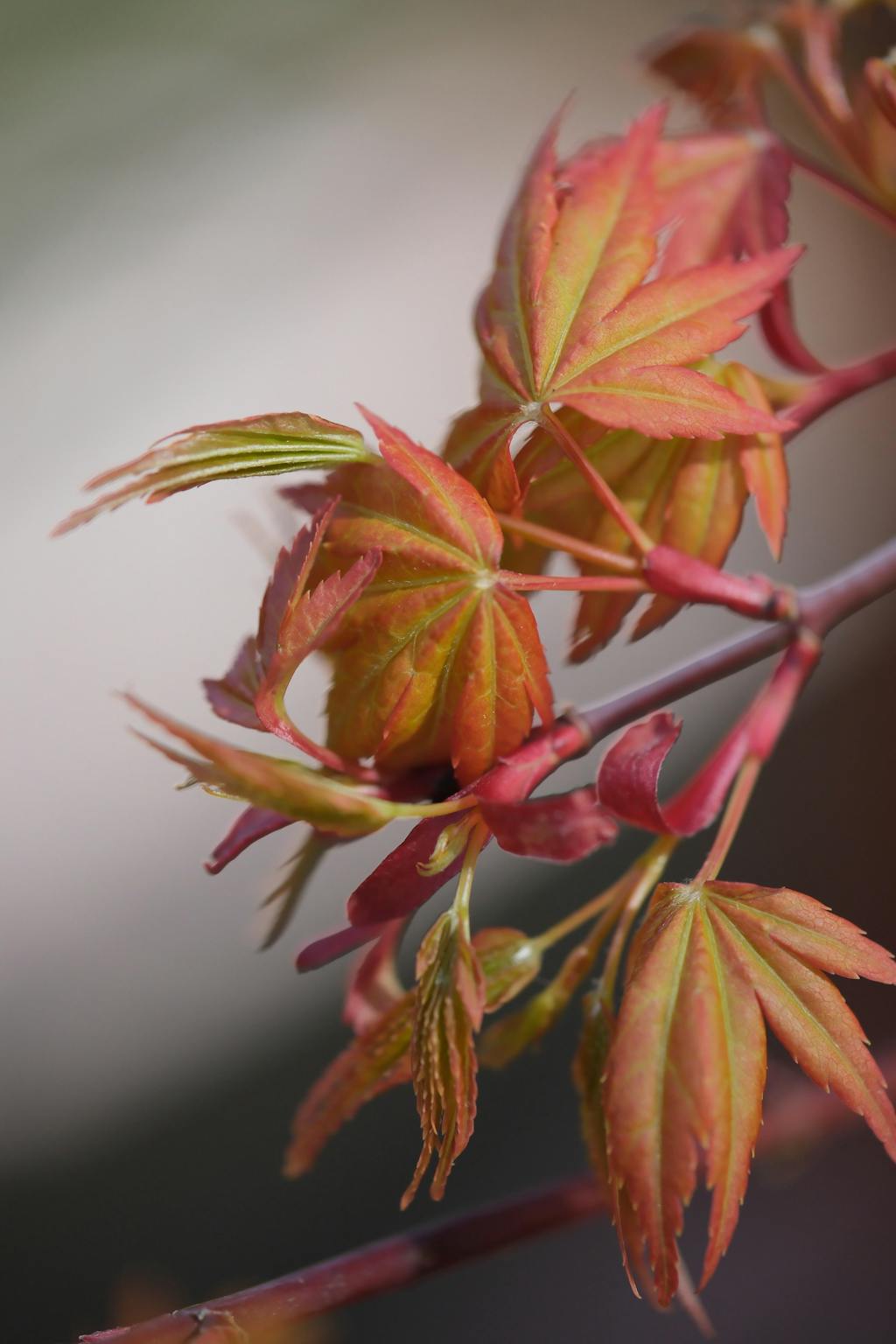 Buy Acer palmatum 'Akane' Spring Color Japanese Maple — Mr Maple │ Buy ...