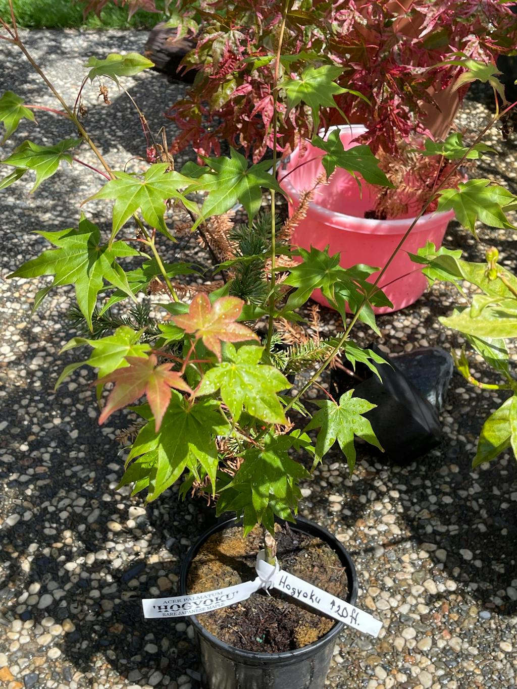 Buy Acer palmatum 'Hogyoku' Japanese Maple — Mr Maple │ Buy Japanese ...
