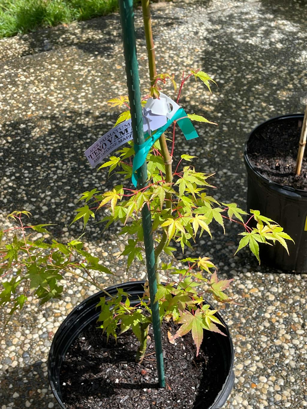 Buy Acer palmatum 'Ueno yama' Japanese Maple — Mr Maple │ Buy Japanese ...
