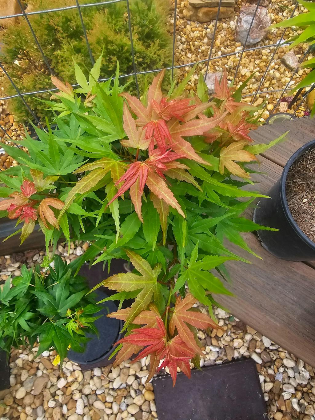 Buy Acer palmatum 'Red Panda' Japanese maple — Mr Maple │ Buy Japanese ...