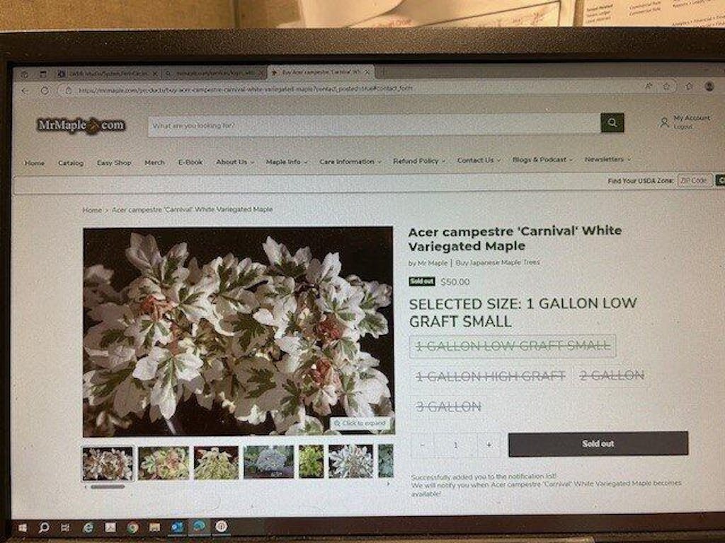Buy Acer campestre 'Carnival' White Variegated Maple — Mr Maple │ Buy ...