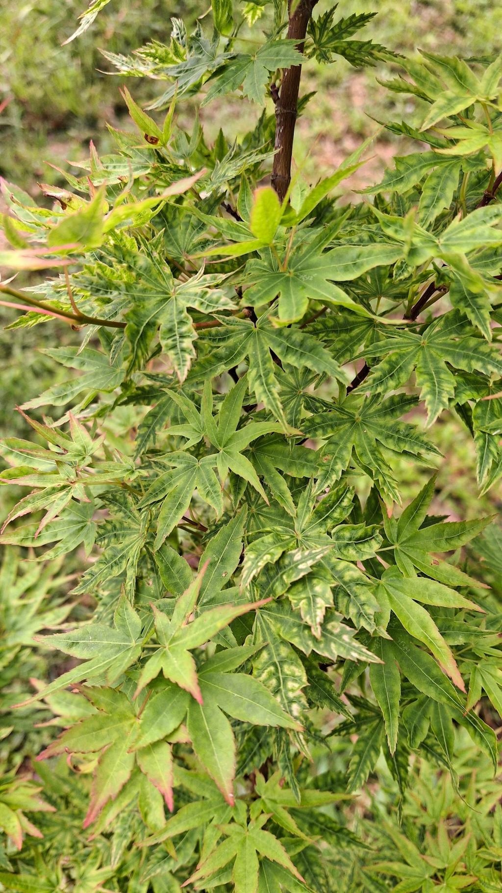 Buy Acer palmatum 'Higasayama' Japanese Maple — Mr Maple │ Buy Japanese ...