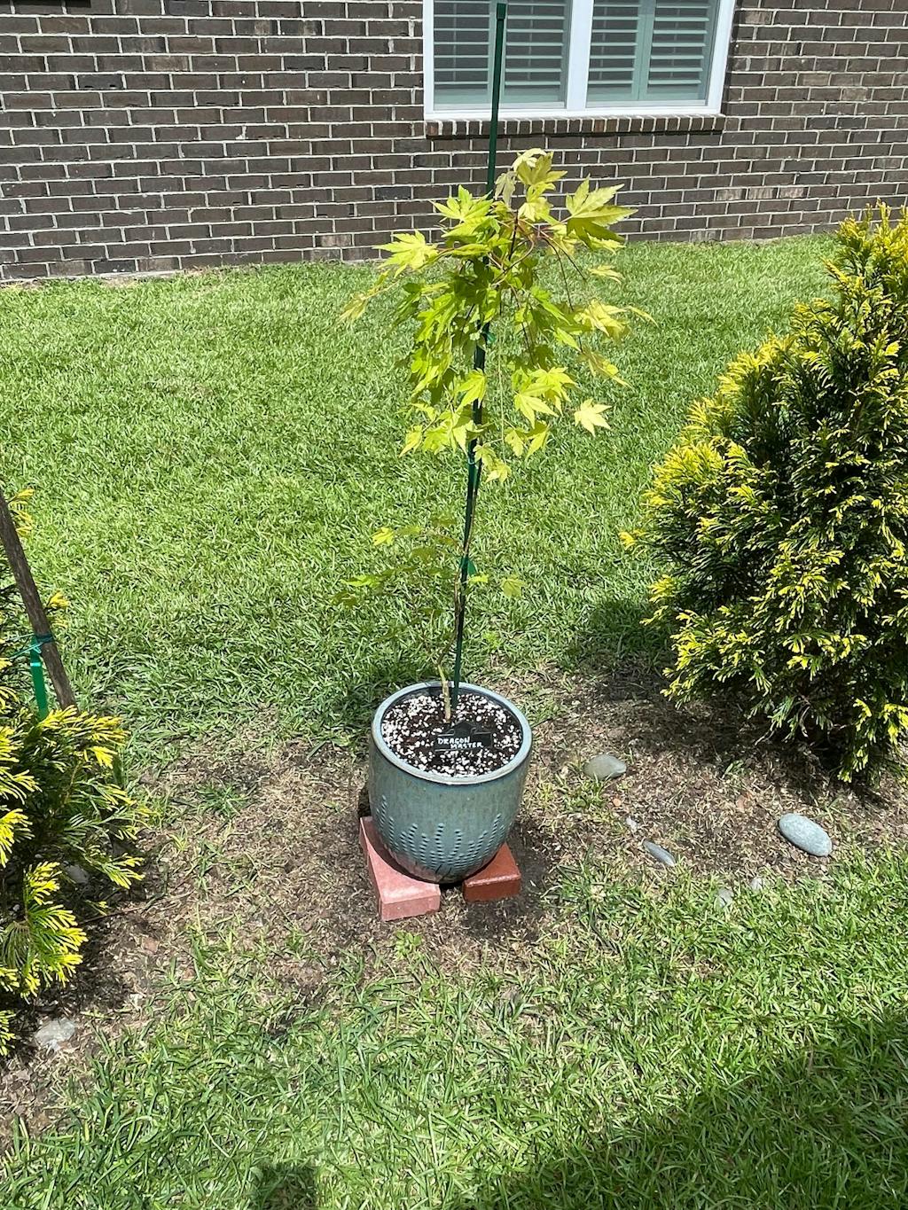 Buy Acer palmatum 'Dragon Master' Golden Weeping Japanese Maple — Mr ...