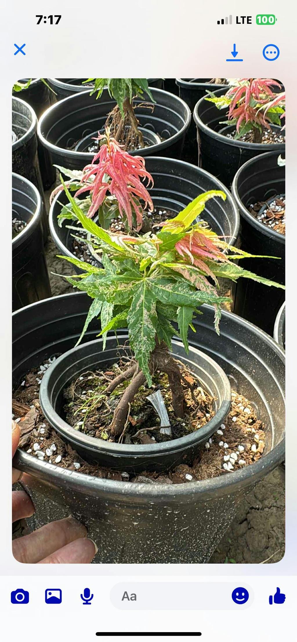 Buy Acer palmatum x 'Purple Curl' Japanese Maple — Mr Maple │ Buy ...