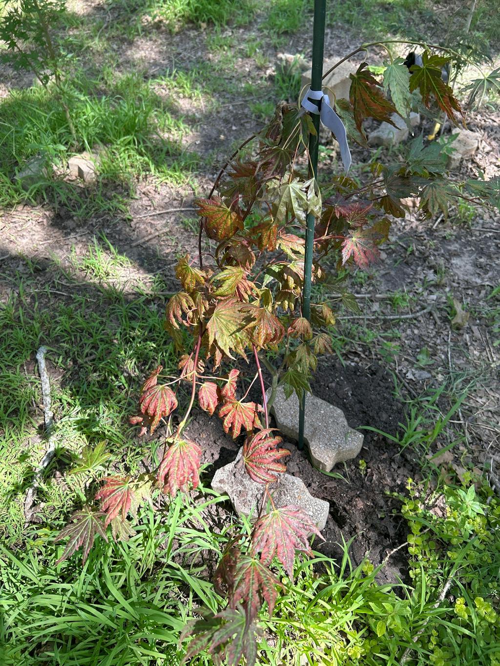 Buy Acer palmatum x 'Purple Curl' Japanese Maple — Mr Maple │ Buy ...