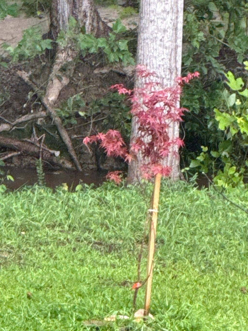 Buy Acer palmatum 'Emperor 1' Red Japanese Maple — Mr Maple │ Buy ...