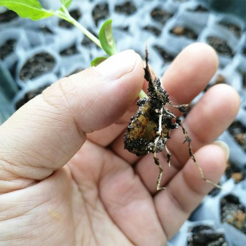 Monk Fruit Seeds, Luo Han Guo Siraitia grosvenorii, Pack of 10 Seeds ...