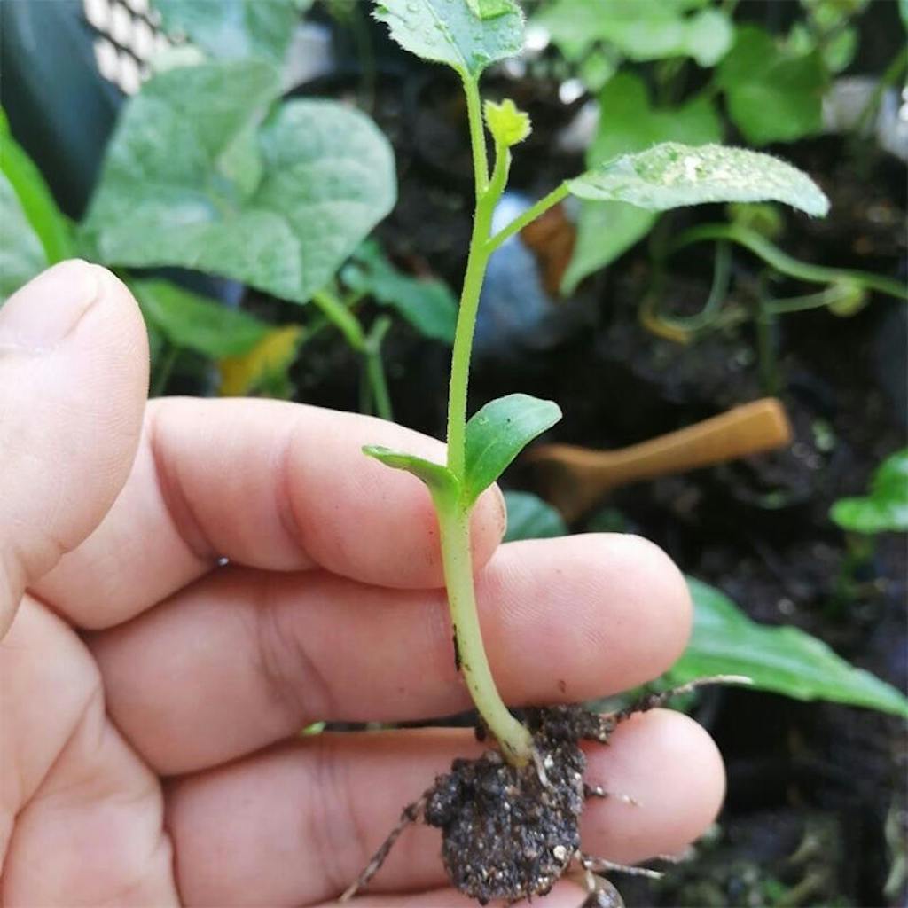 Monk Fruit Seeds, Luo Han Guo Siraitia grosvenorii, Pack of 10 Seeds ...