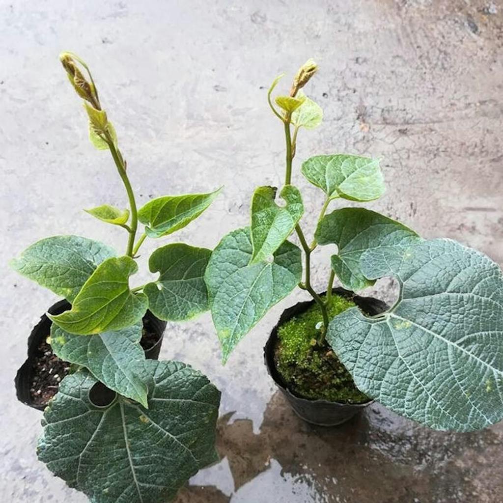 Monk Fruit Seeds, Luo Han Guo Siraitia grosvenorii, Pack of 10 Seeds ...