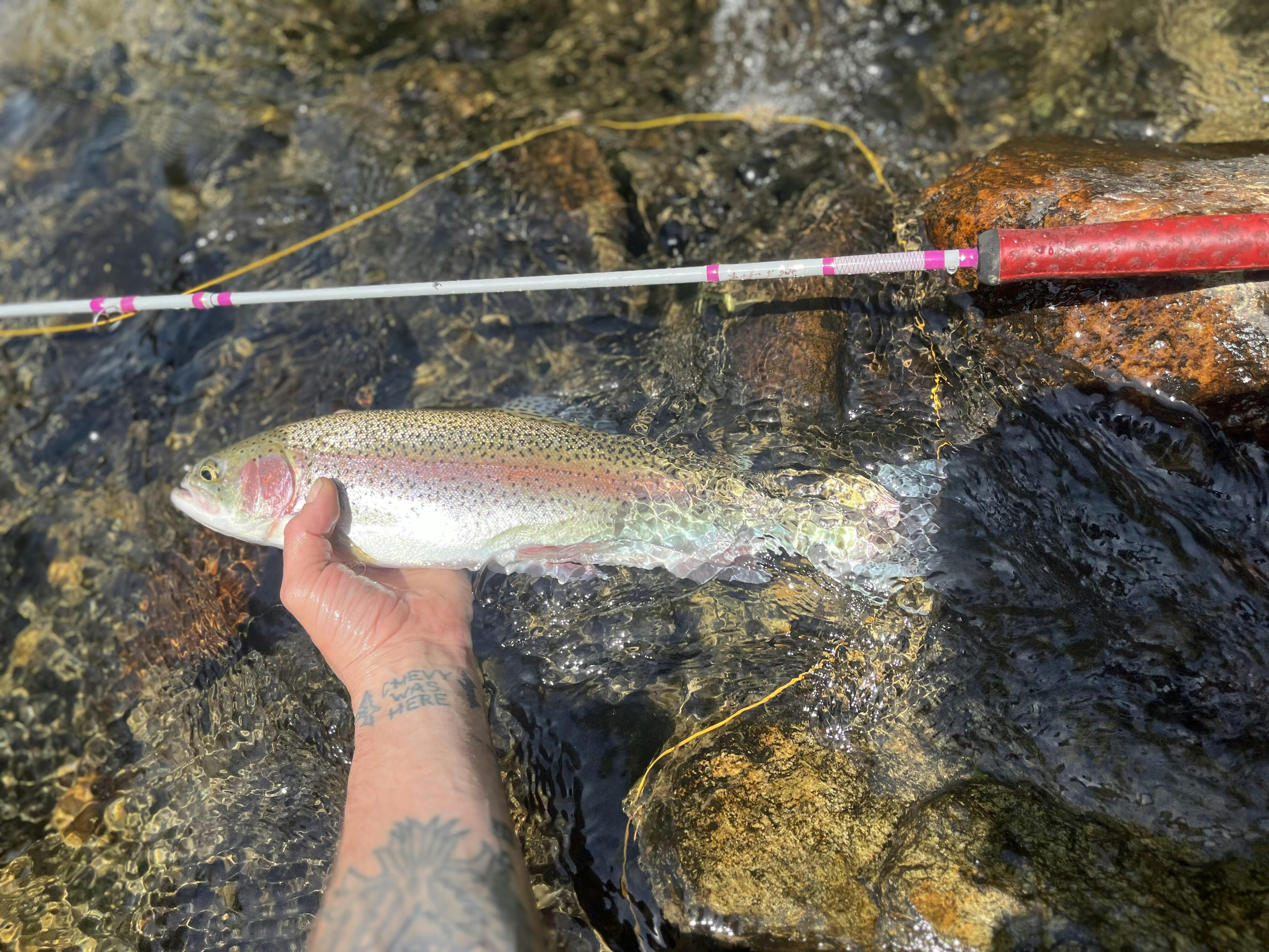 Color Series Fly Rod Blanks