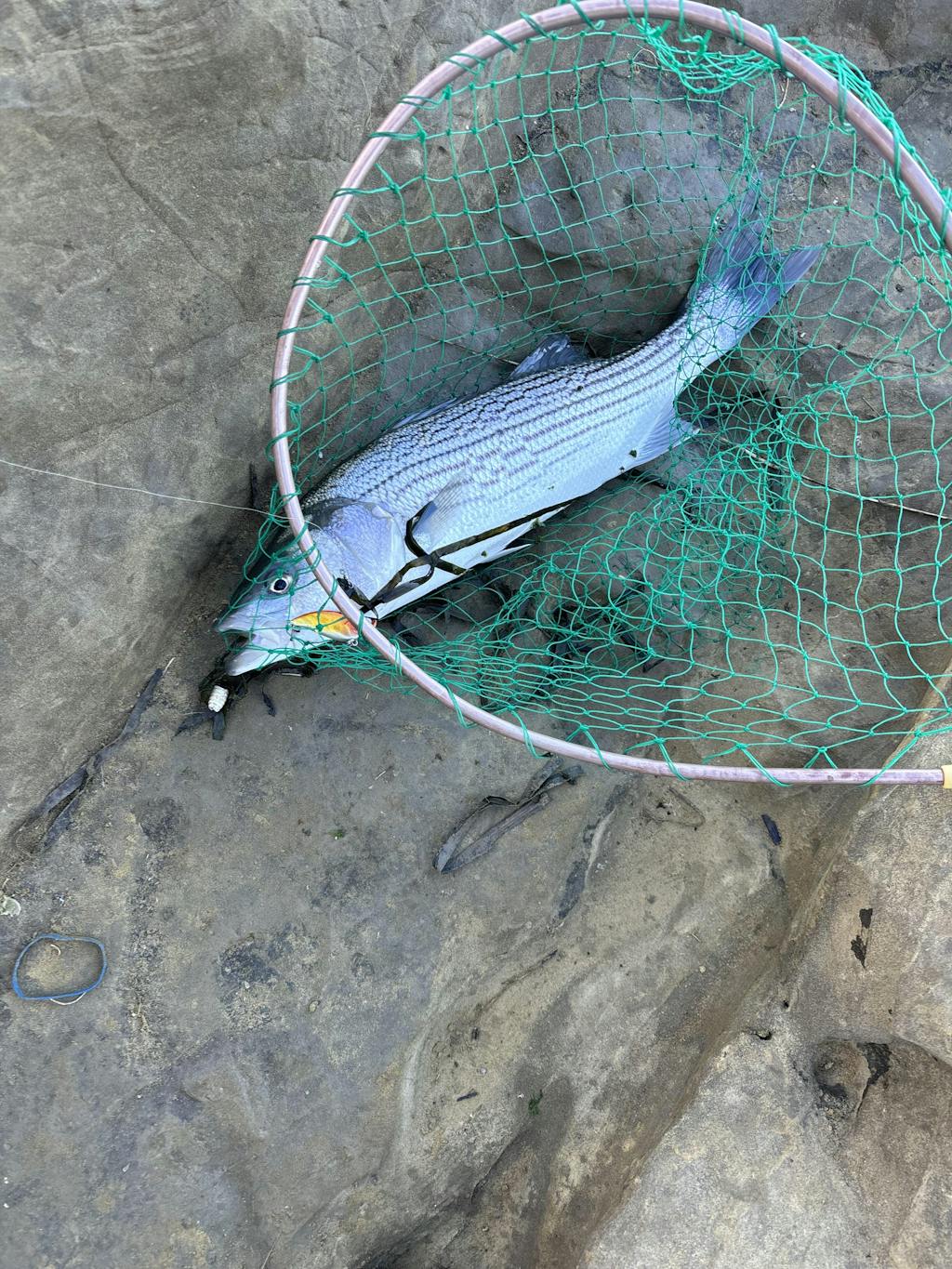 MHX Steelhead Rod Blanks