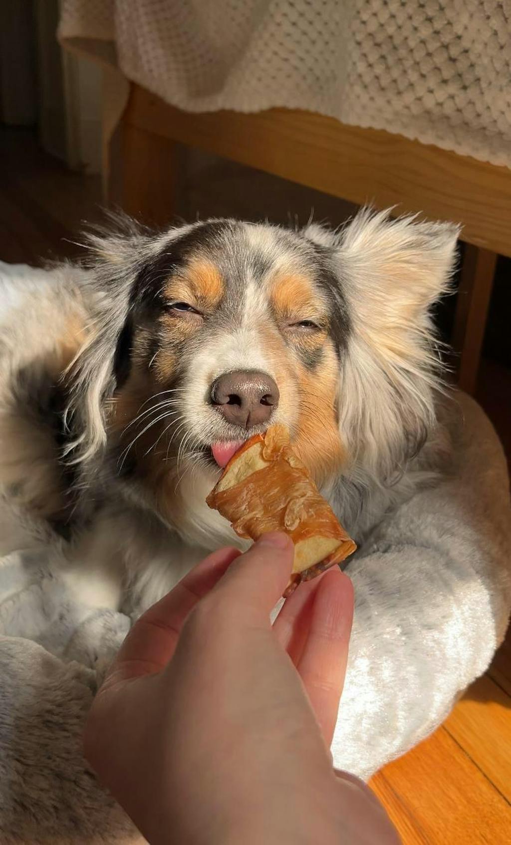 18 Most Common Cocker Spaniel Health Problems and How to Prevent ...