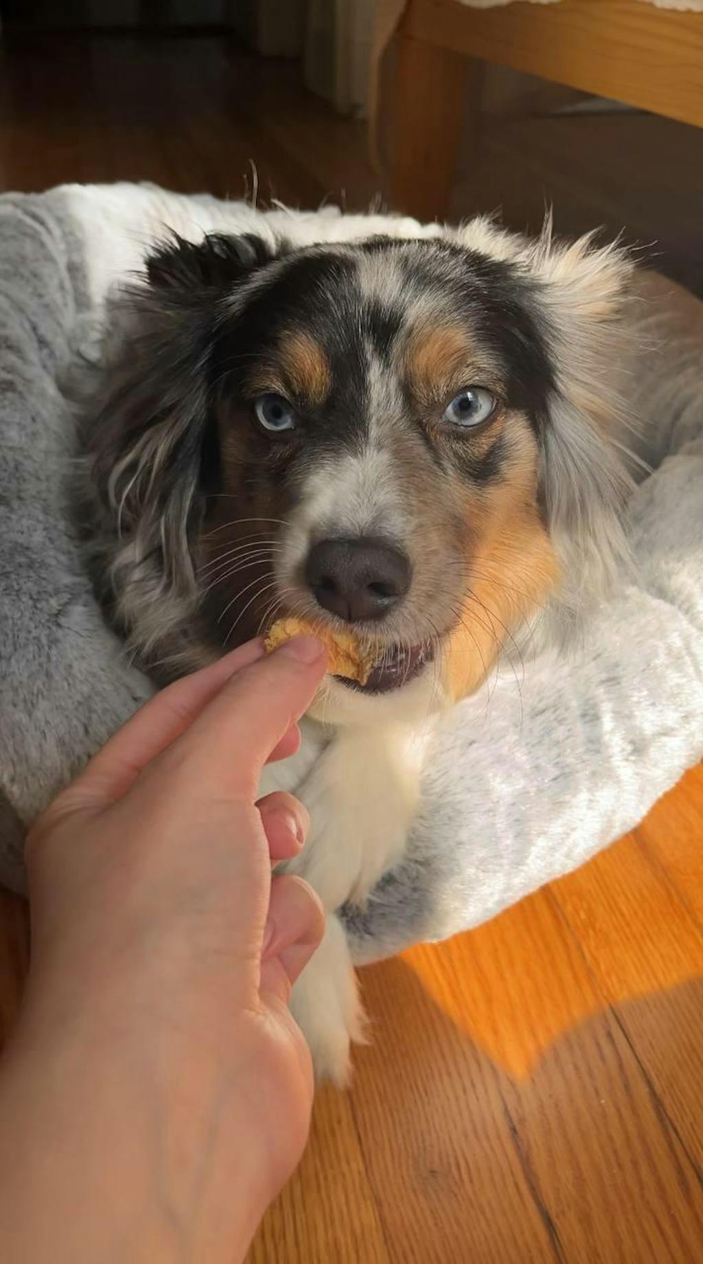 18 Most Common Cocker Spaniel Health Problems and How to Prevent ...