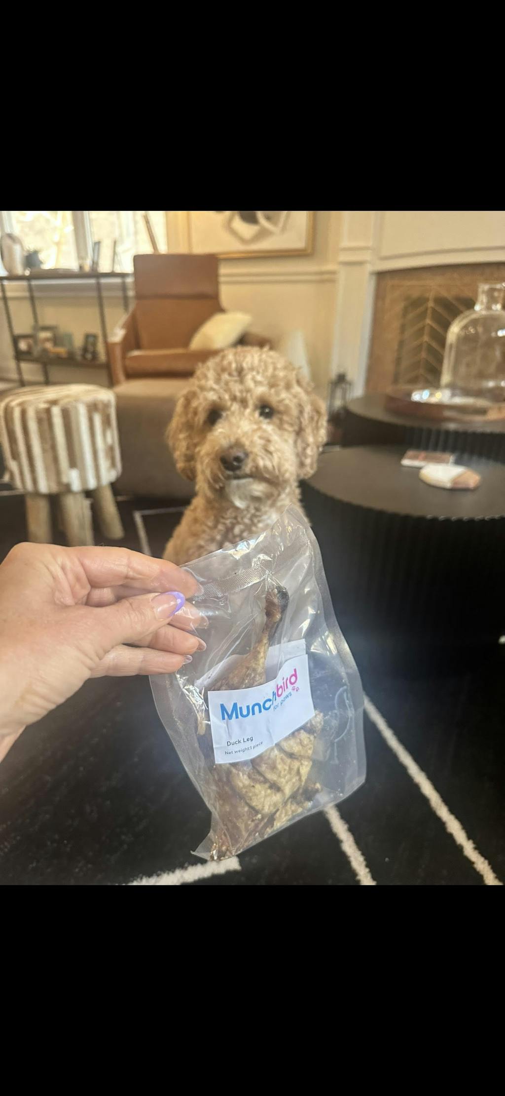 18 Most Common Cocker Spaniel Health Problems and How to Prevent ...