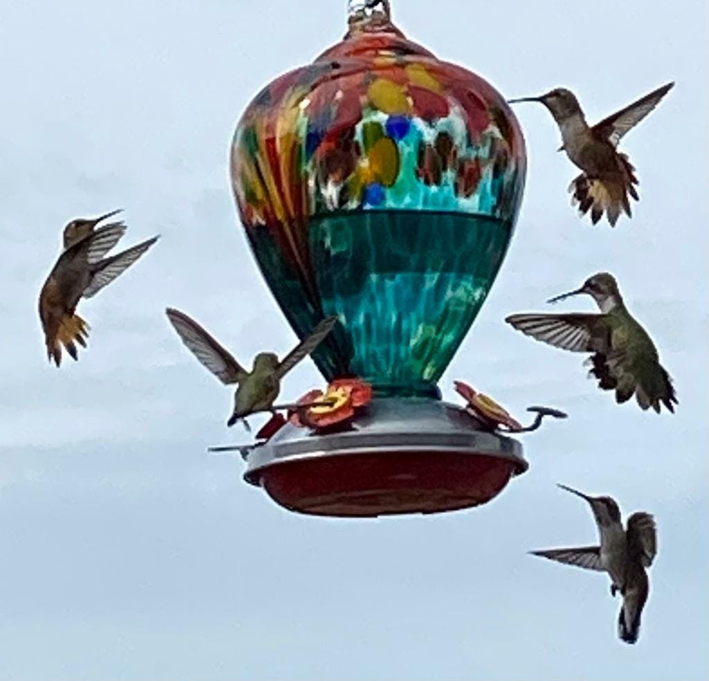 Muse Garden Unique Blown Glass Hummingbird Feeder, Turquoise Fireworks ...