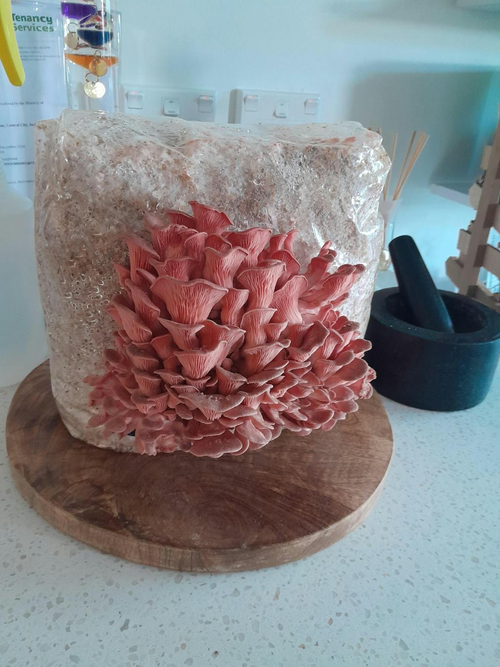 DIY Mushroom Grow Kit | Grow Your Own Mushrooms – Mushrooms by the Sea