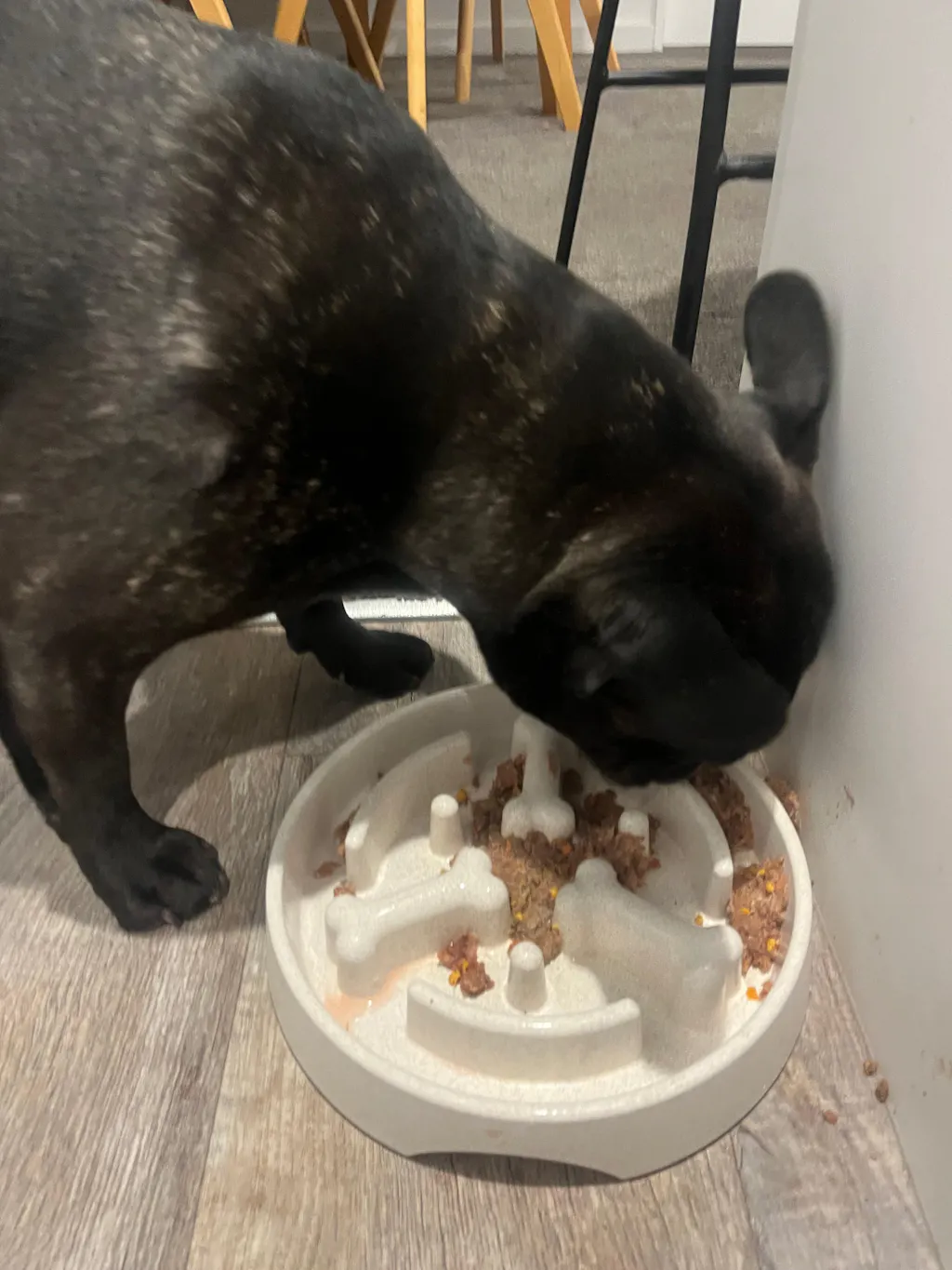 Fish - Ready-Made Raw Meals for Dogs – My Raw Pet