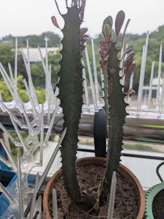 Agave Desmettiana Quicksilver Plant