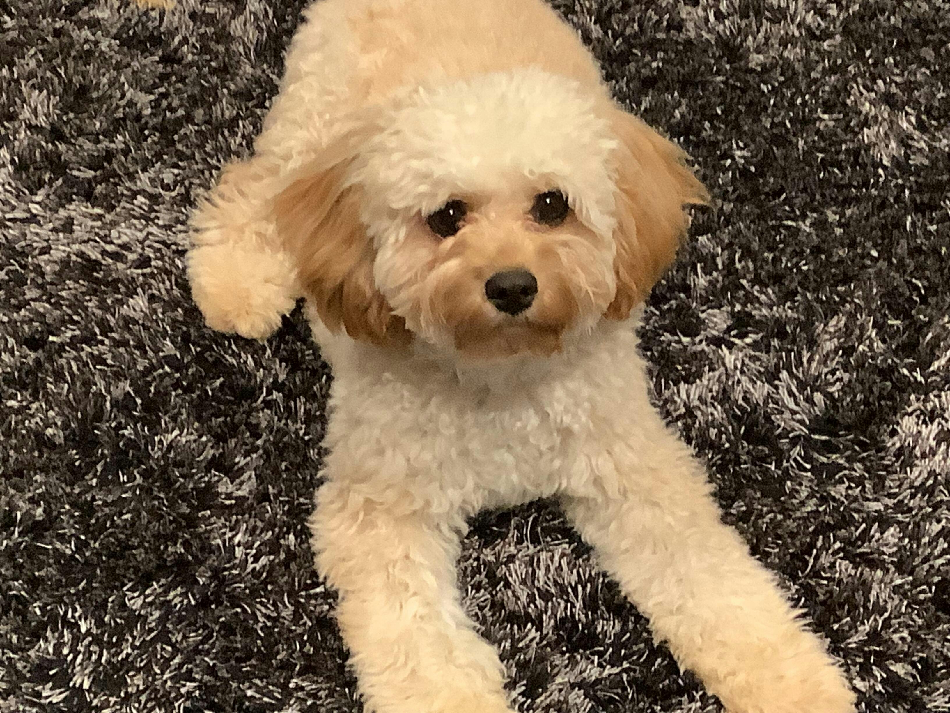 Leave-in conditioner for cavoodles | Gets rid of "doggy" odours